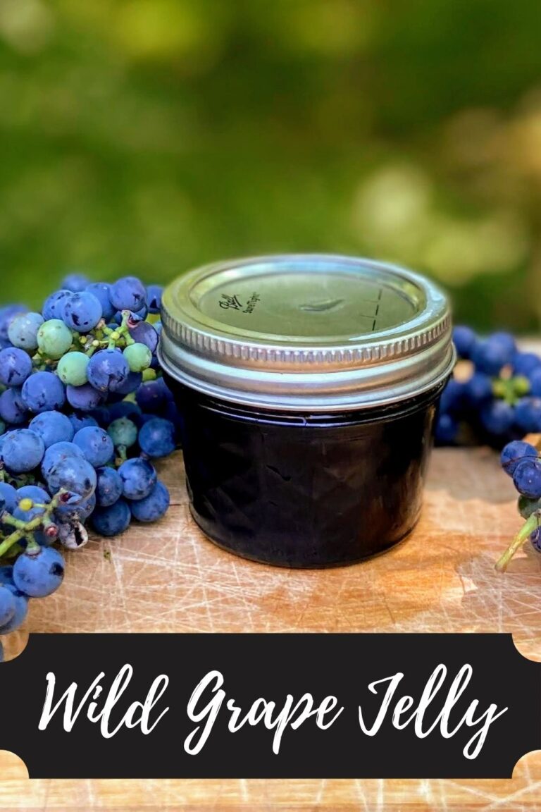 Wild Grape Jelly · Jess in the Kitchen